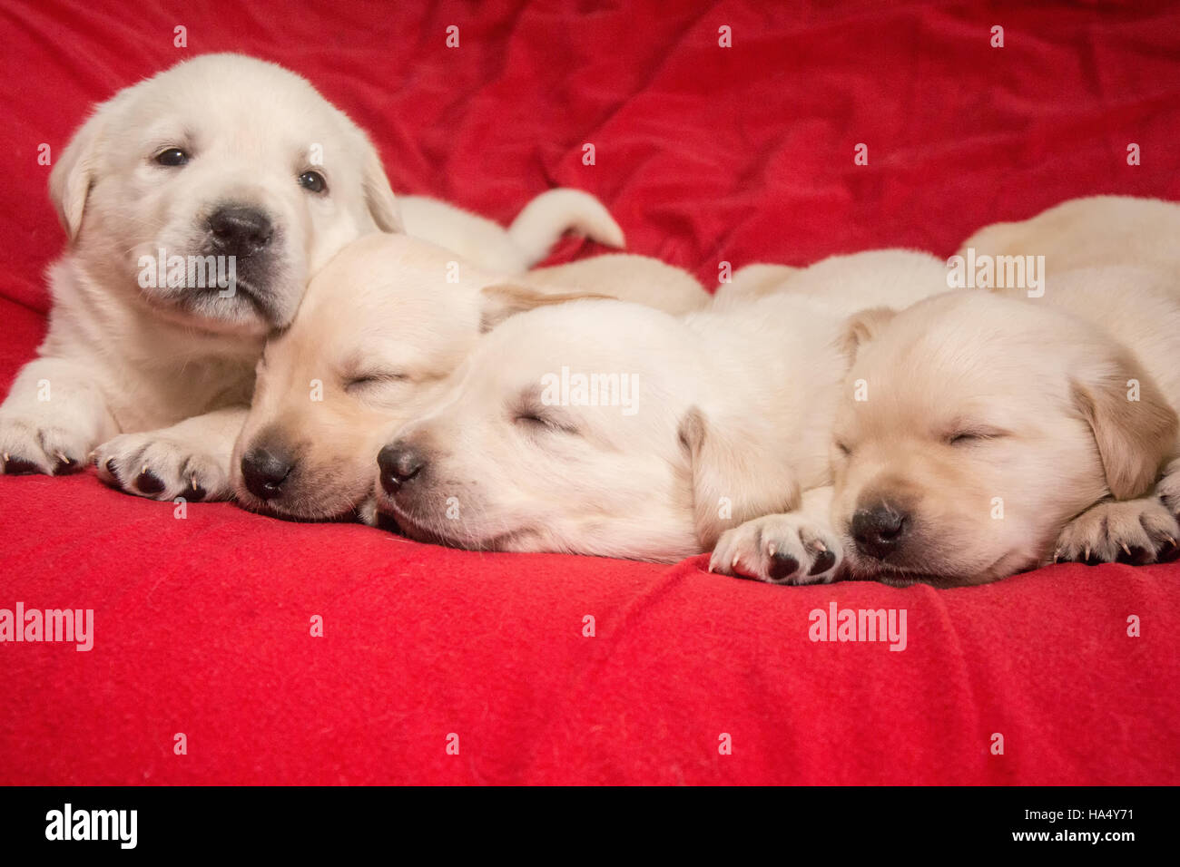 Why Do Puppies Huddled Together