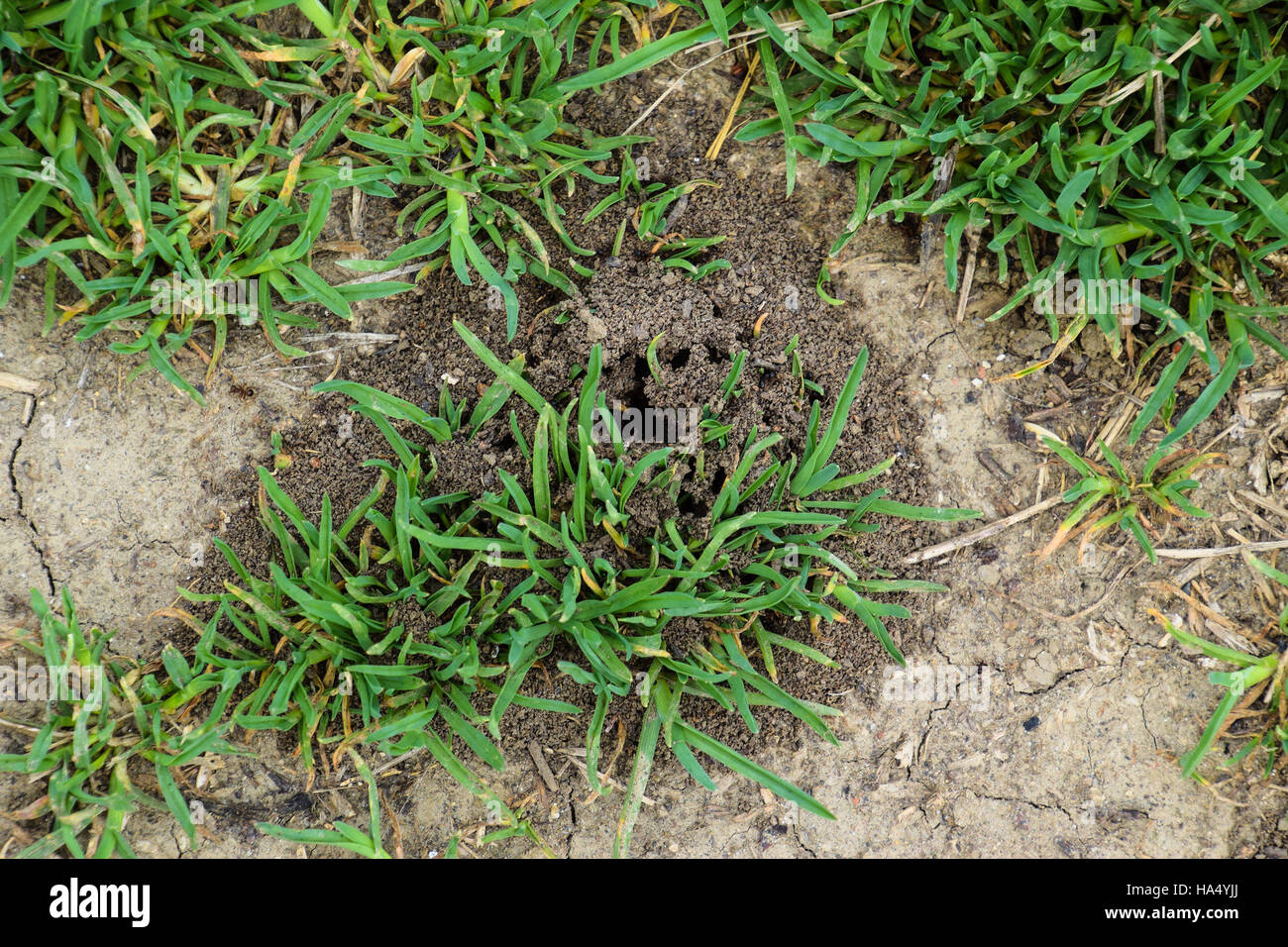 Mounds of earth over the entrance to the nest excavation wasps. Colonia ...