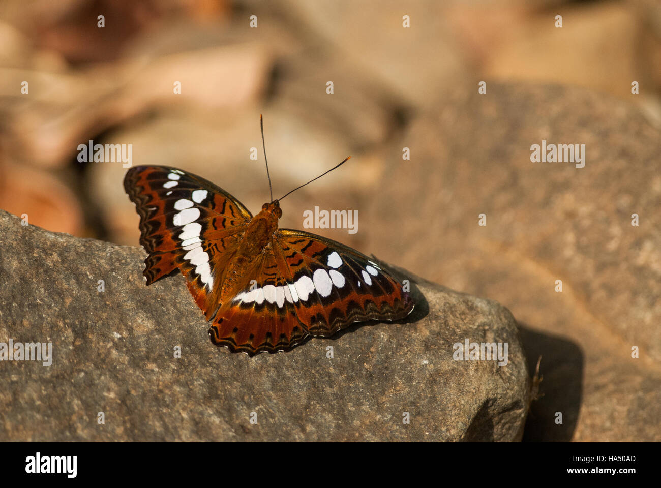 The Commander Butterfly (Moduza procris) with wings open on a rock ...