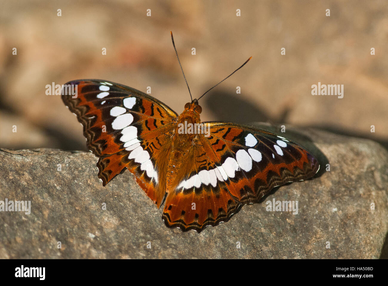 The Commander Butterfly (Moduza procris) with wings open on a rock ...