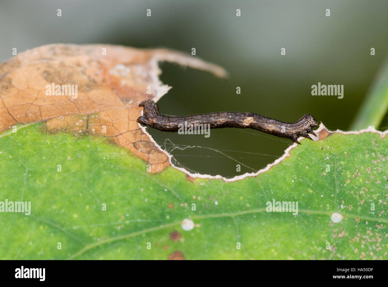 Measuring Worm caterpillar on a leaf Stock Photo - Alamy