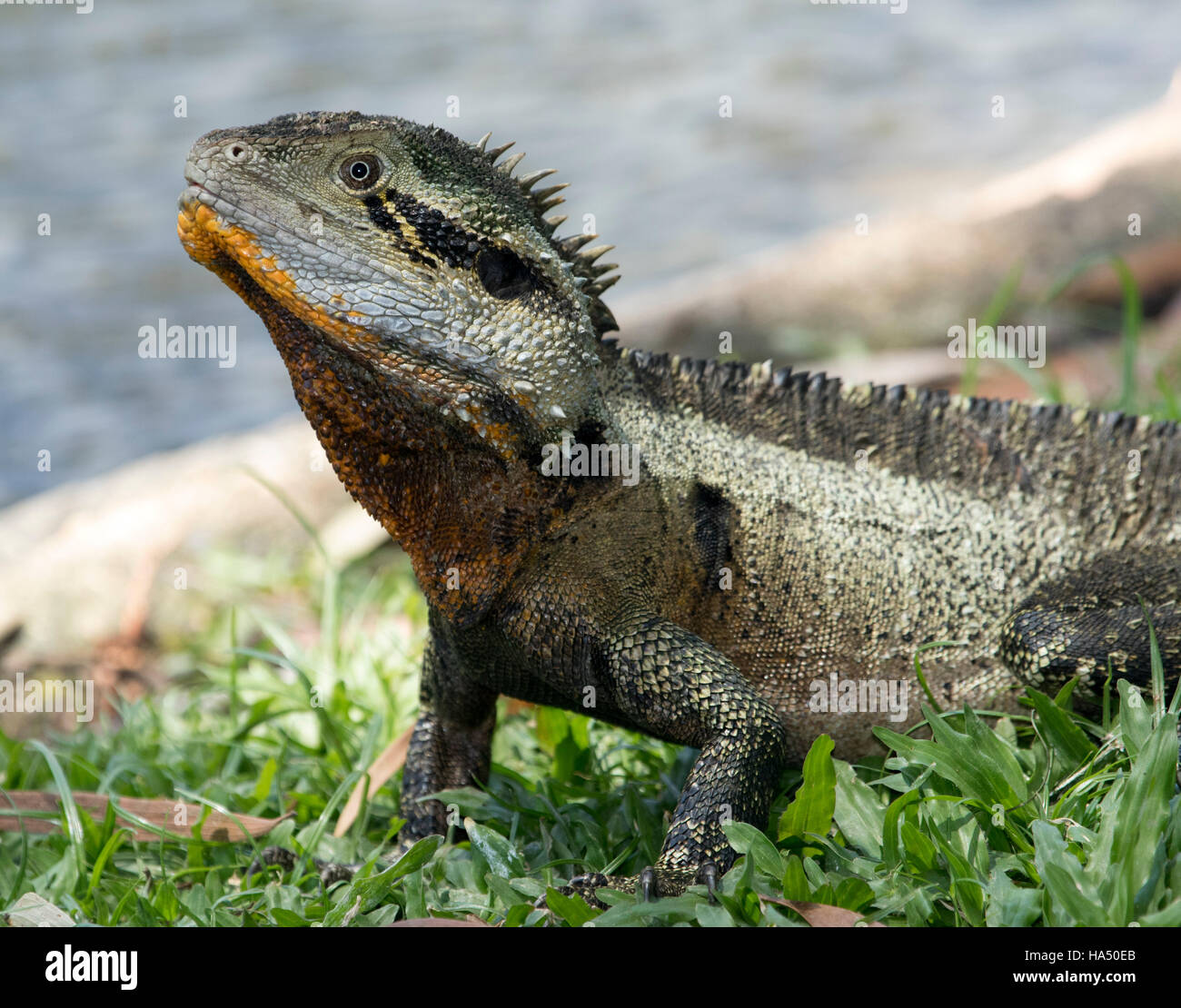 Male Australian eastern water dragon lizard, Itellagama lesueurii with ...