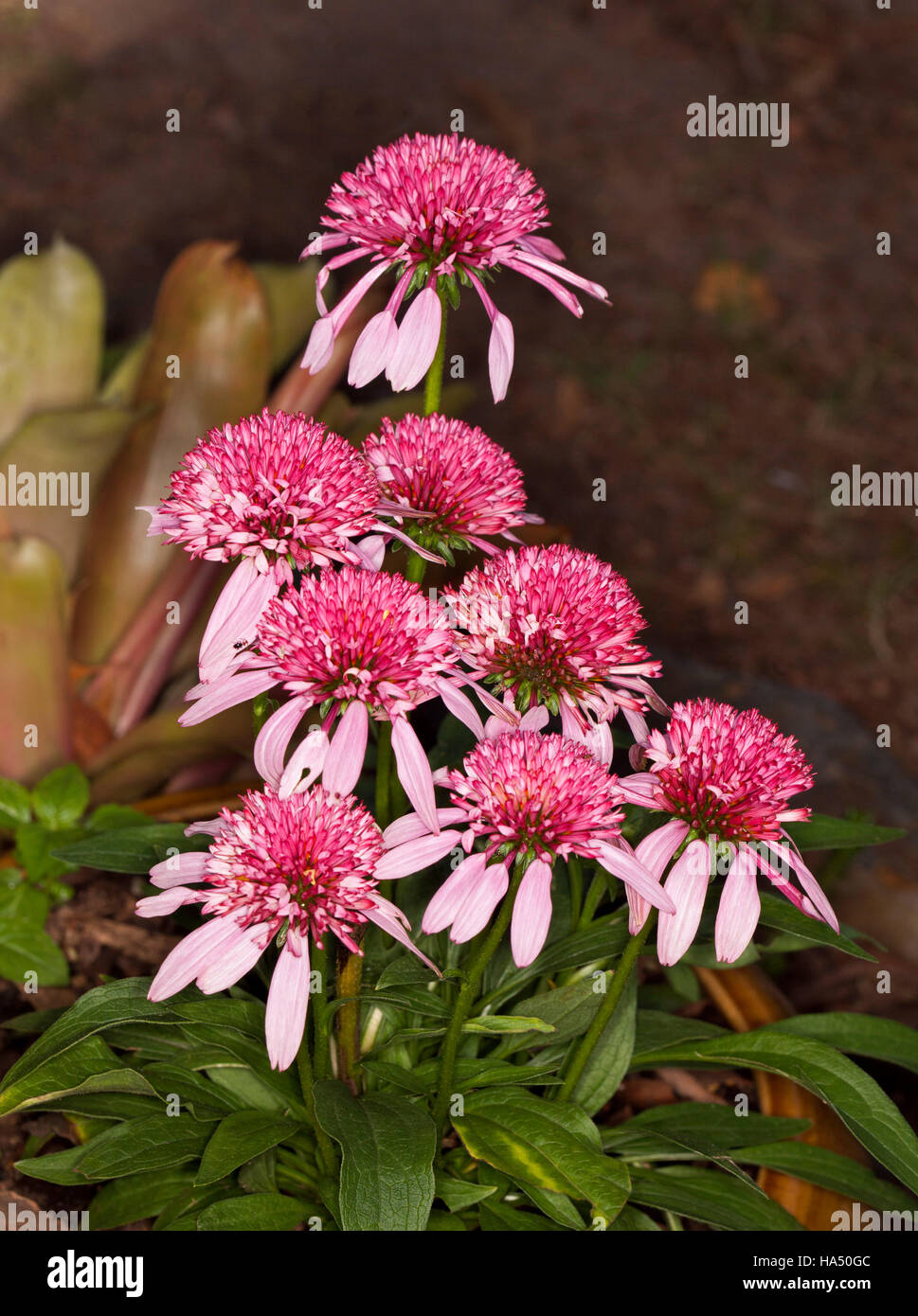 Cluster of attractive vivid magenta pink flowers & bright green leaves ...