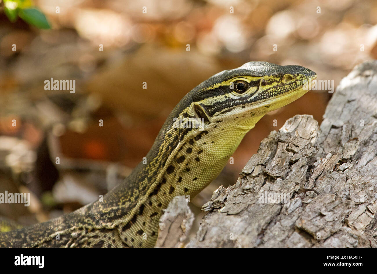 Close-up of head of Australian lace monitor lizard, goanna, Varanus ...