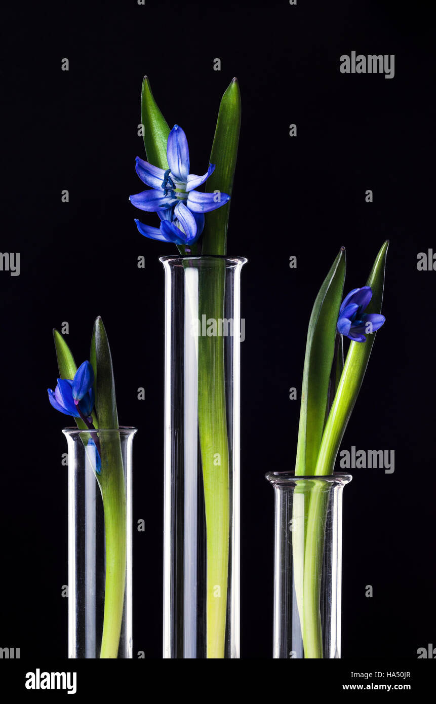 Three flowers in a test tubes on a black background. Scientific ...