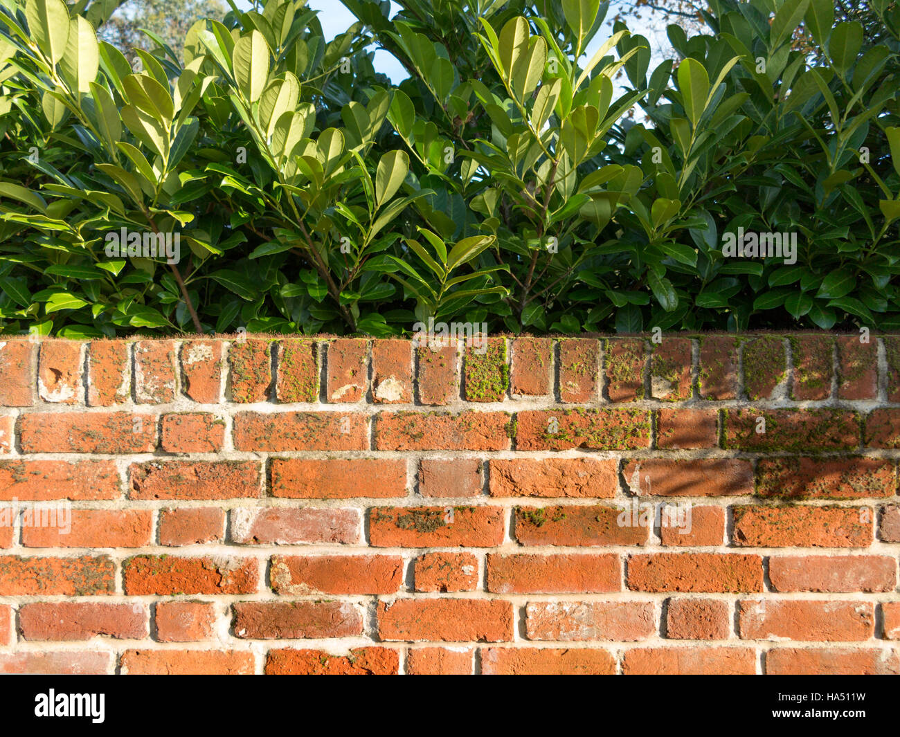 Laurel hedge hi-res stock photography and images - Alamy