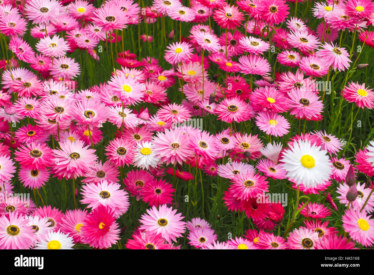 Garden everlasting flower hi-res stock photography and images - Alamy