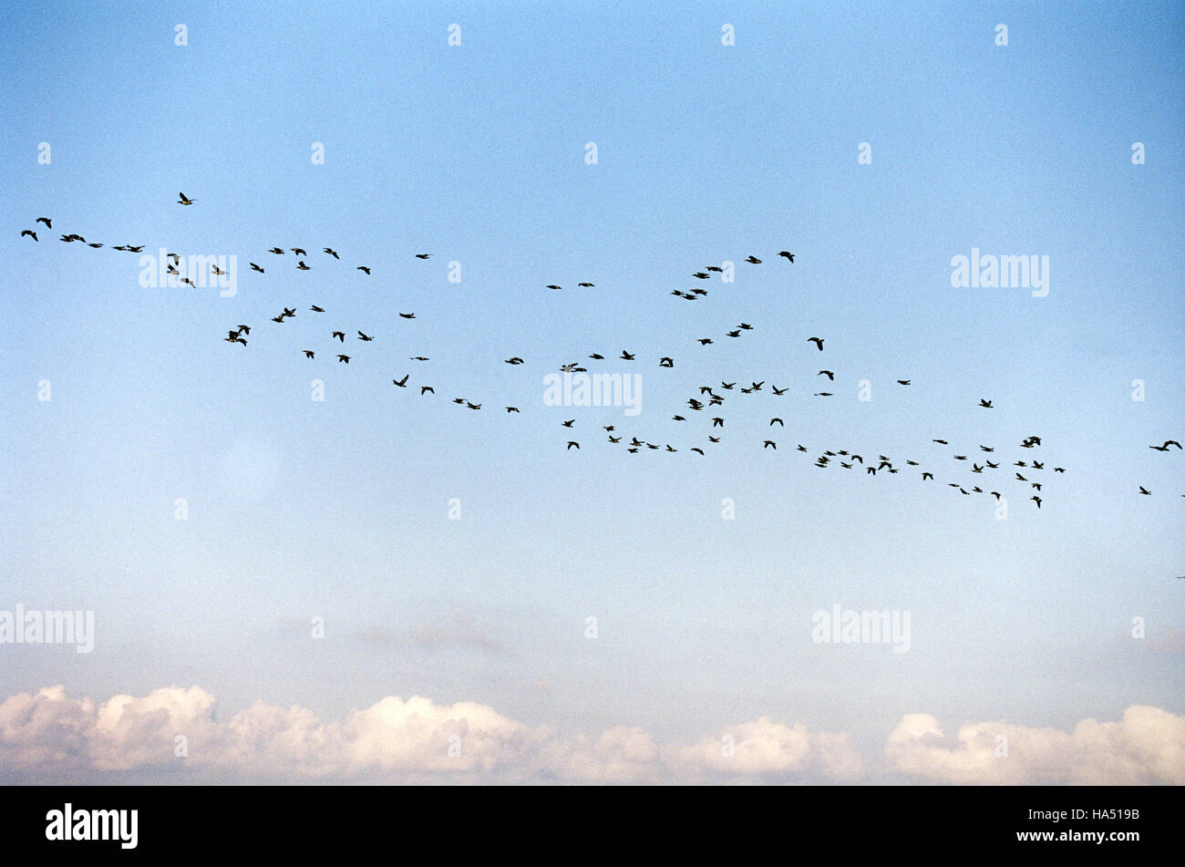 Bird migration an autumn Stock Photo - Alamy