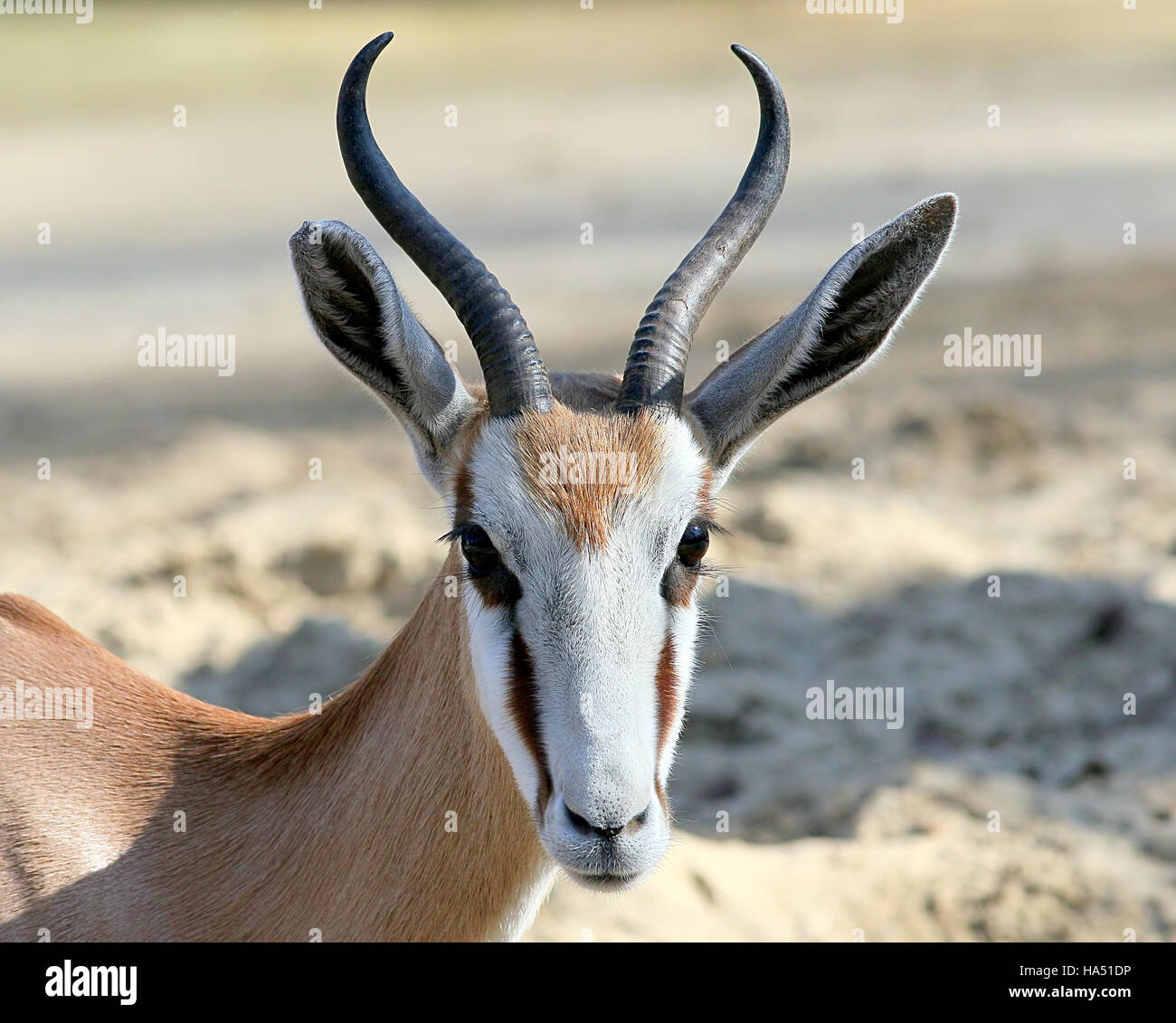 Male South African Springbok (Antidorcas marsupialis) in closeup Stock ...
