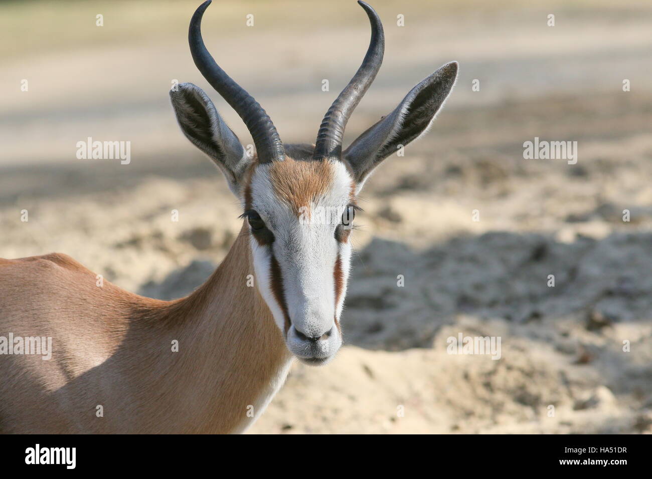 Springbok Head High Resolution Stock Photography and Images - Alamy
