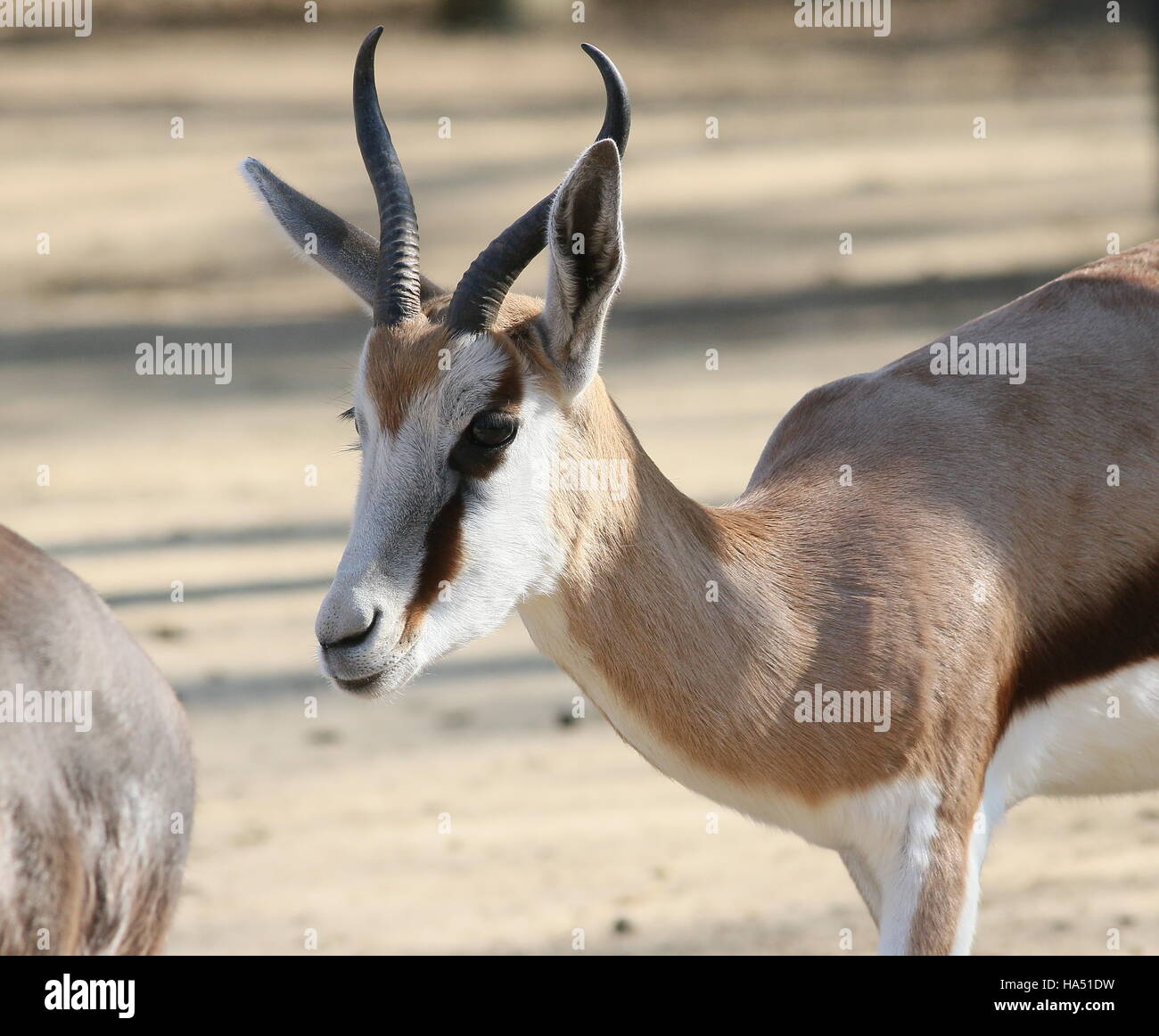 Springbok head hi-res stock photography and images - Alamy