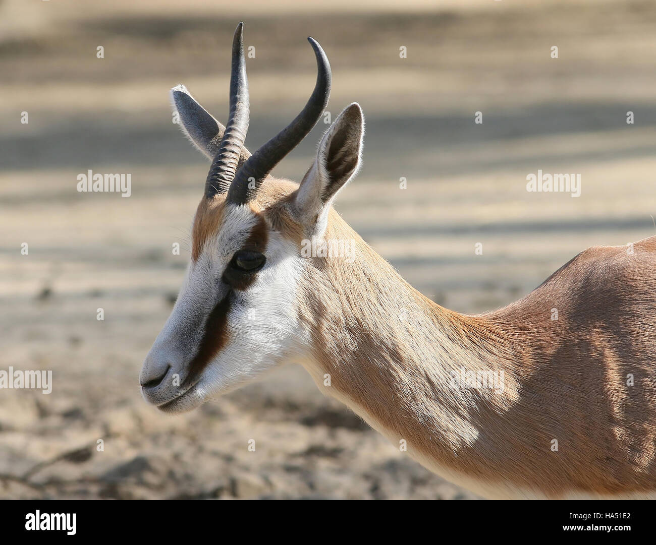 Springbok head hi-res stock photography and images - Alamy