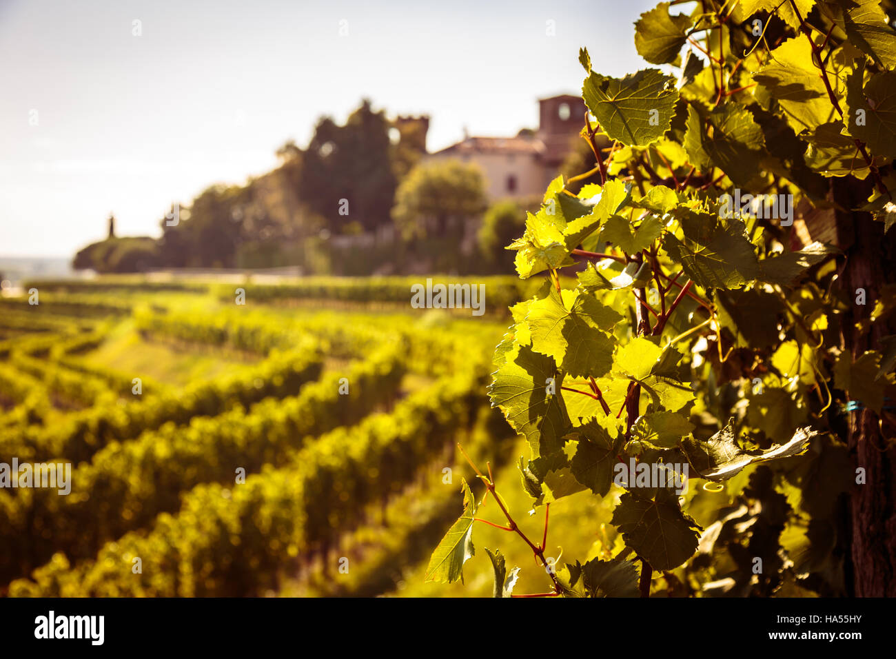 grapevine cultivation in the italian countryside in a stormy summer day ...