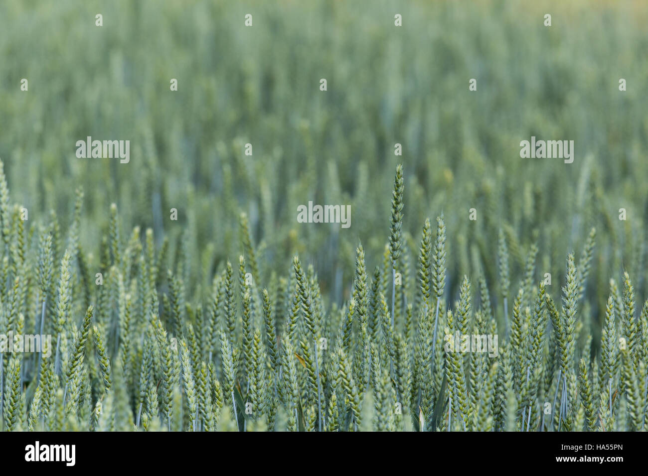 Details of natural field of a green wheatfield Stock Photo - Alamy