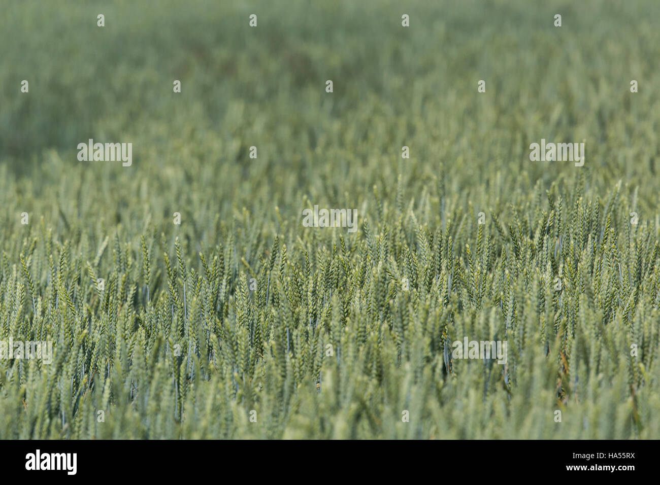 Details of natural field of a green wheatfield Stock Photo - Alamy
