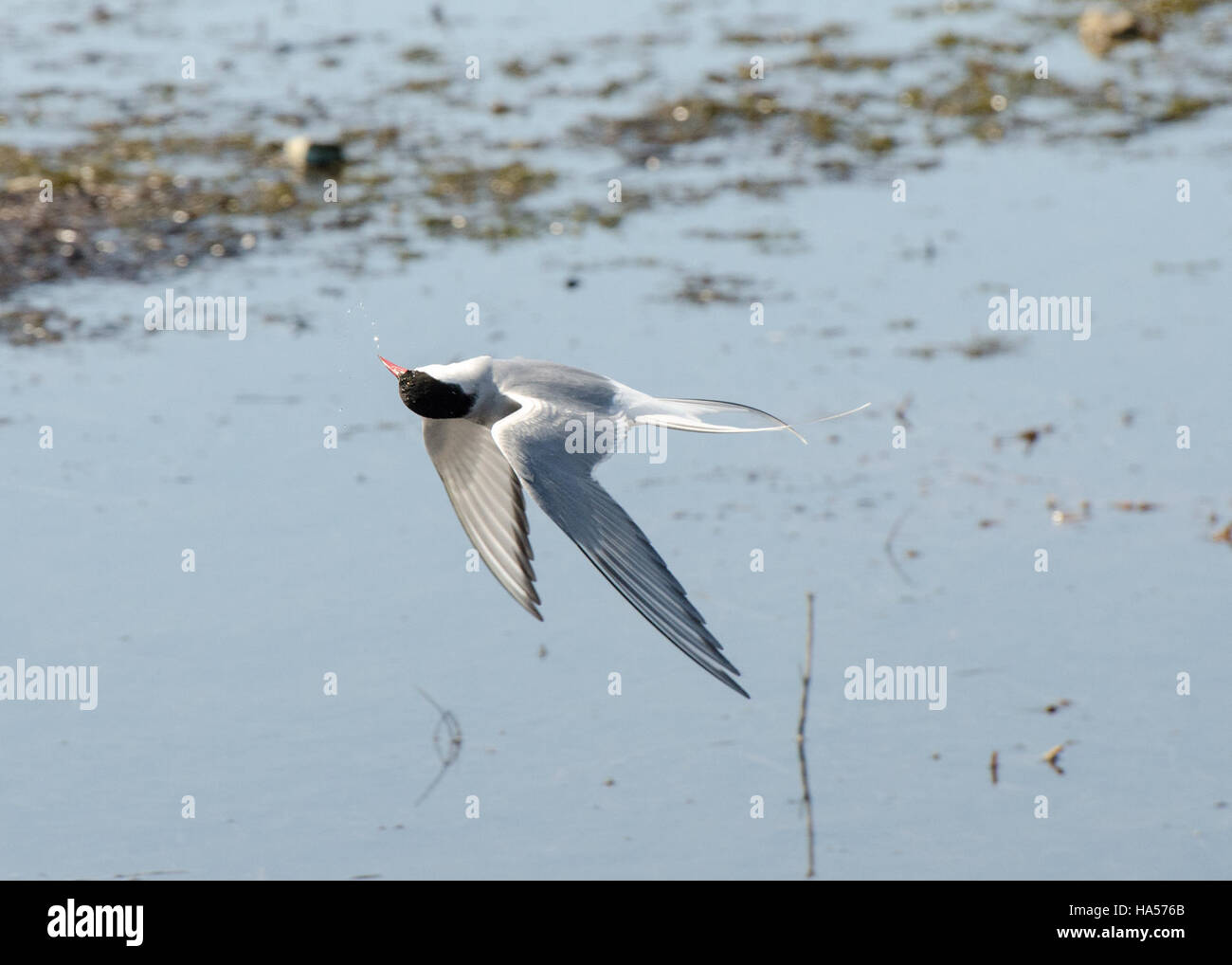 An Arctic Tern, spotted in Nome, Alaska, showcases its long migratory ...
