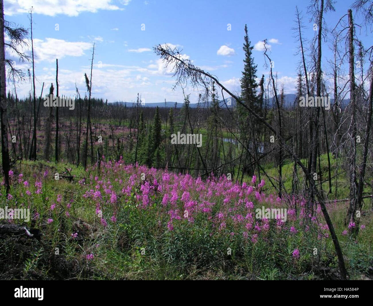 Fire is a natural part of the boreal forest and tundra ecosystems in ...