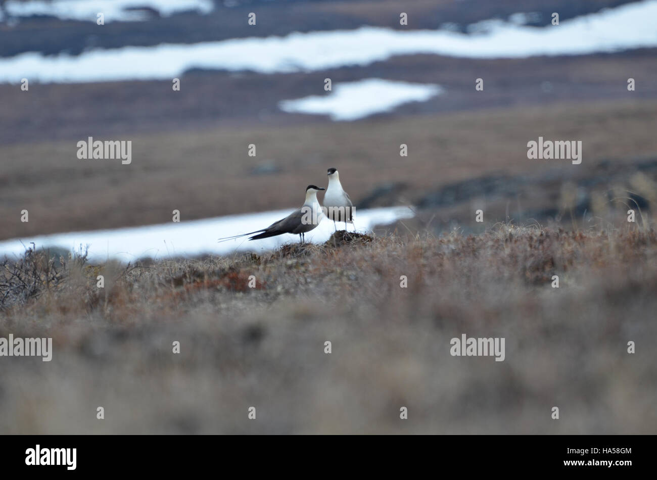 This photograph showcases a scenic landscape from Alaska's national ...