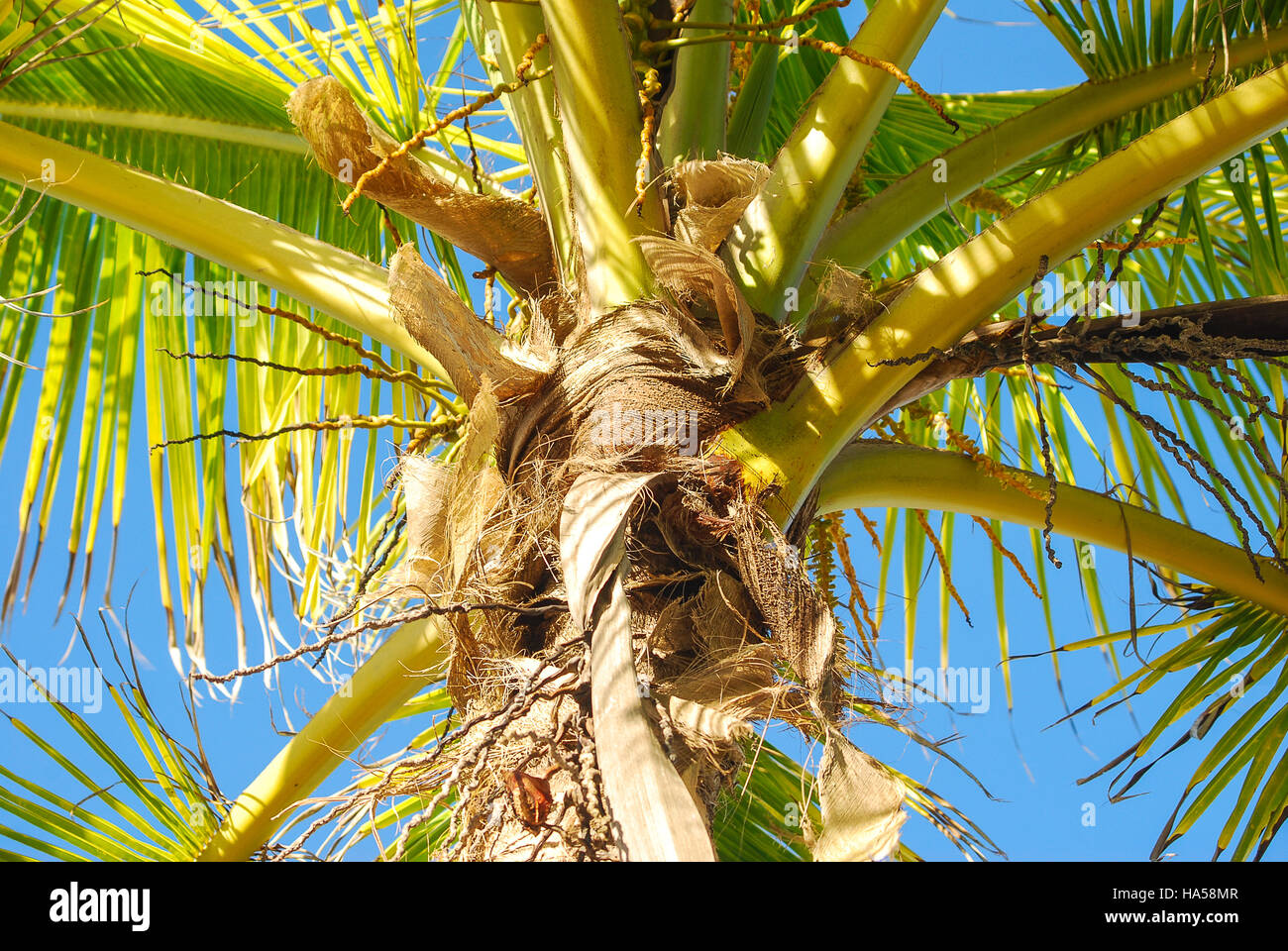 Coconut tree stands against a bright blue sky Stock Photo - Alamy