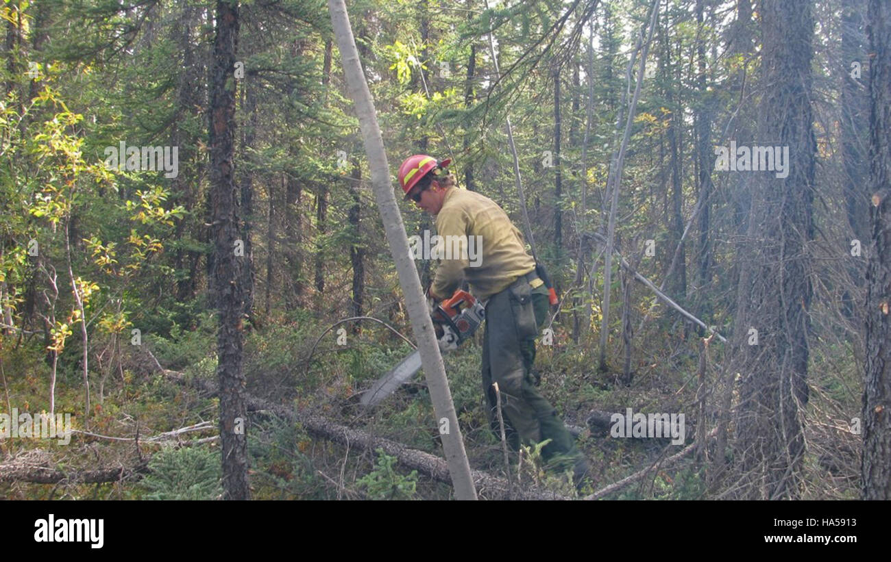 Thinning refers to the forest management technique of selectively ...