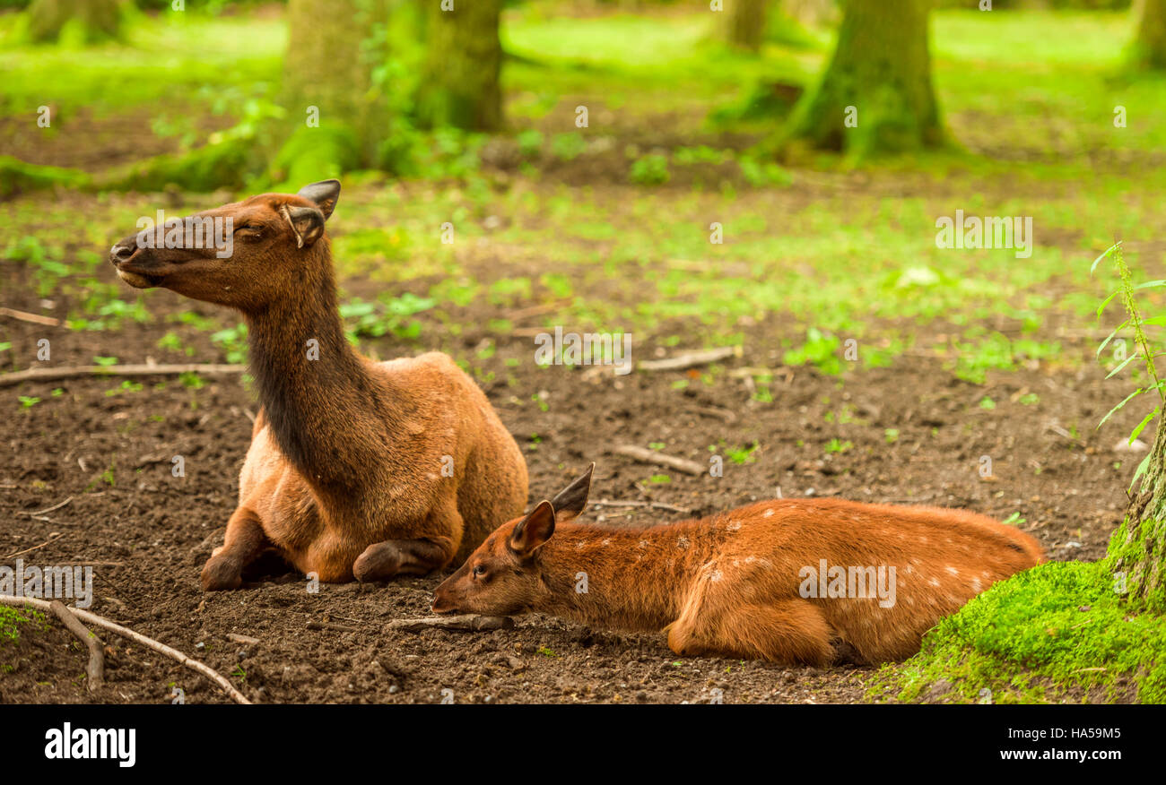 Baby deer and its mother resting in the forest, enjoying the sunlight ...