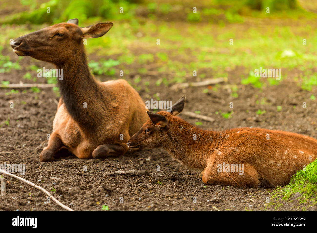 Beautiful red deer baby sitting down near its mother, in the forest, on ...