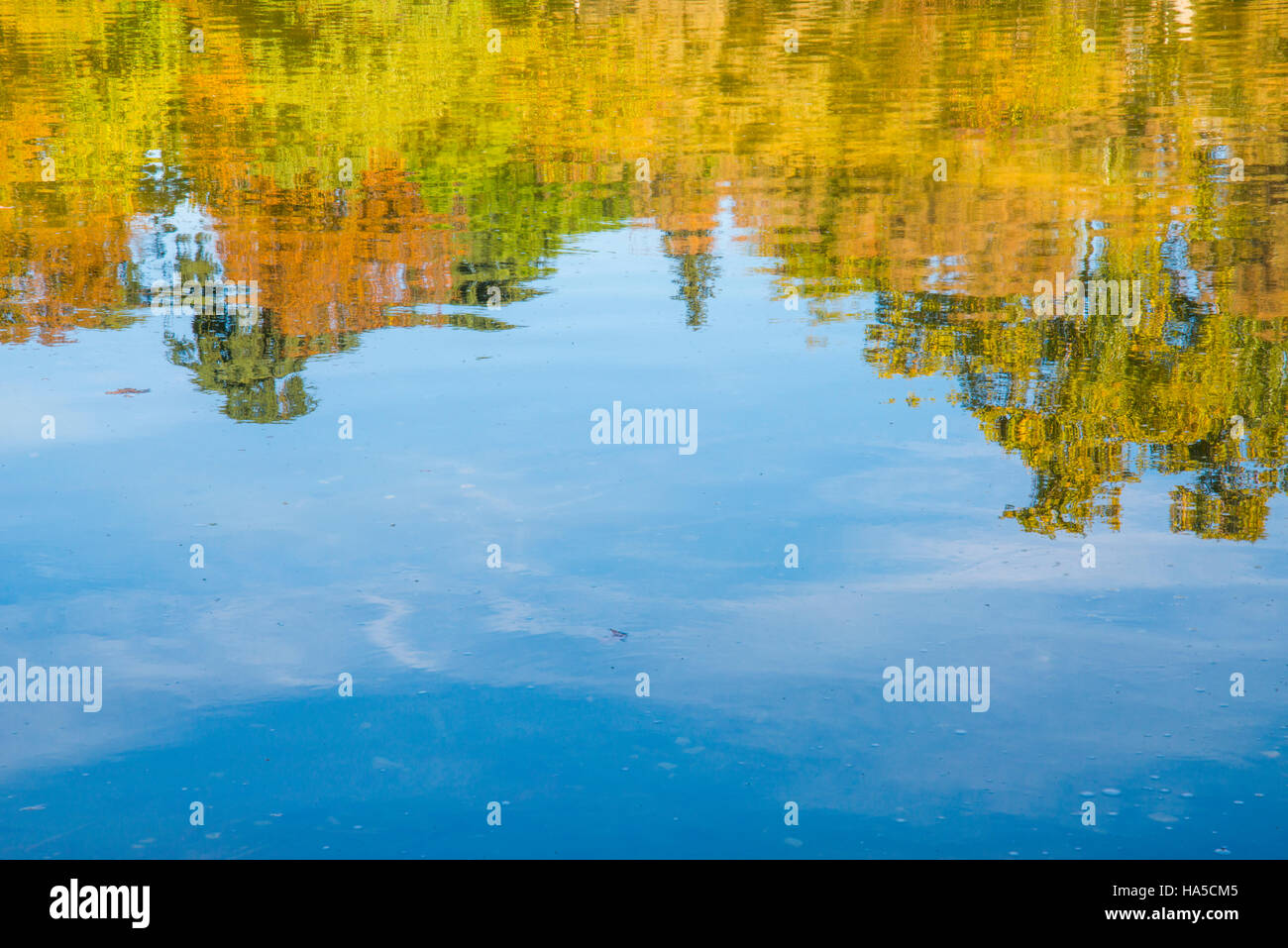 Autumn trees reflected on water Stock Photo - Alamy