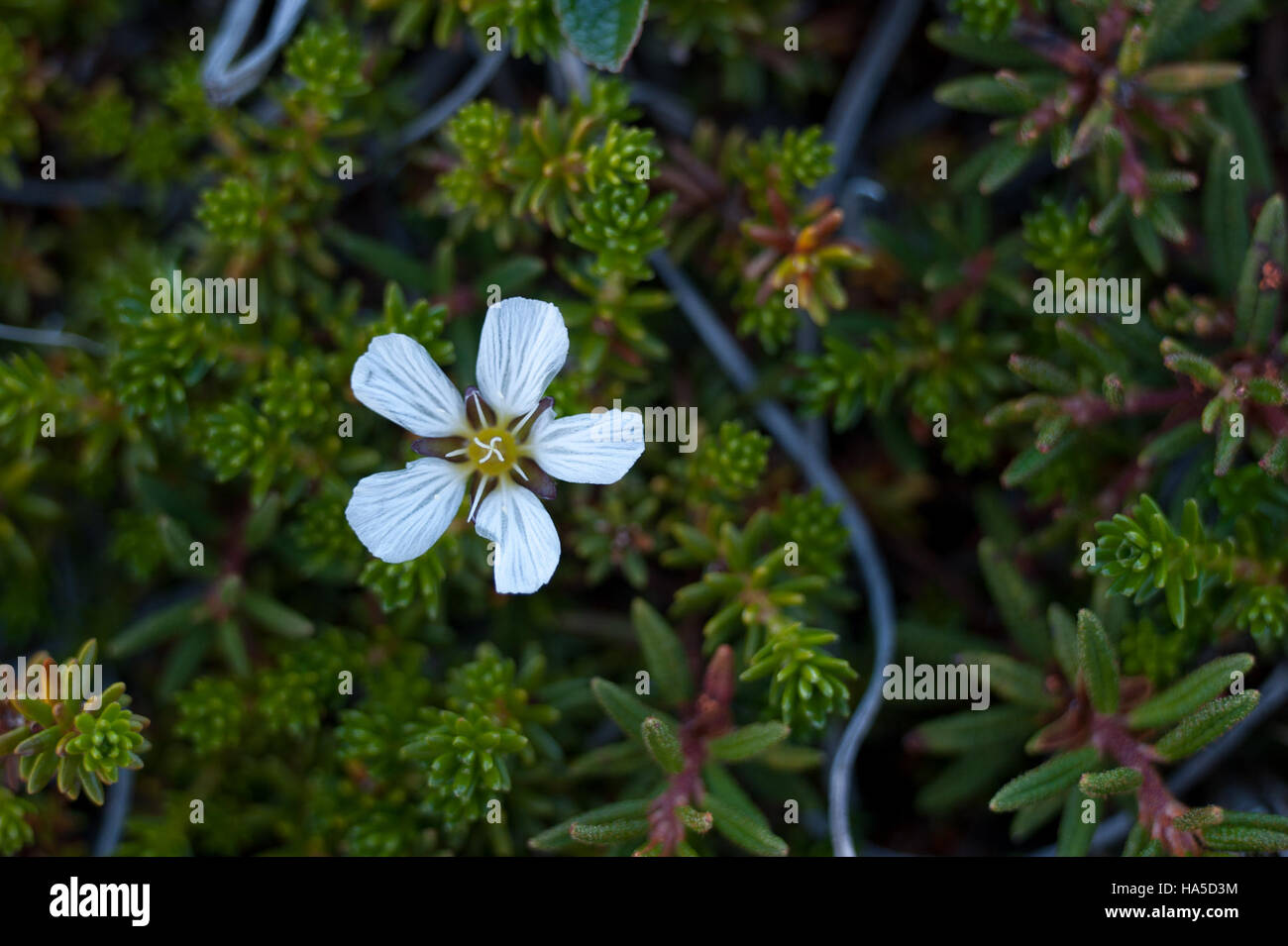 Tundra flowers in Alaska are a vital part of the ecosystem, thriving in ...
