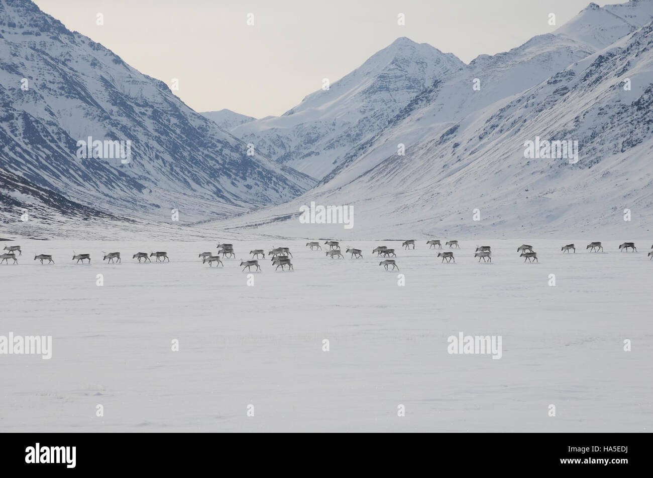 alaskanps 9027103754 caribou movement in spring Stock Photo - Alamy