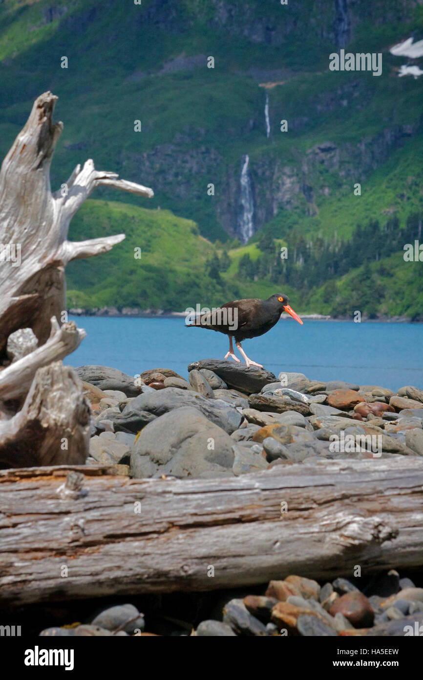 A black oystercatcher is observed along the coast of Kenai Fjords ...