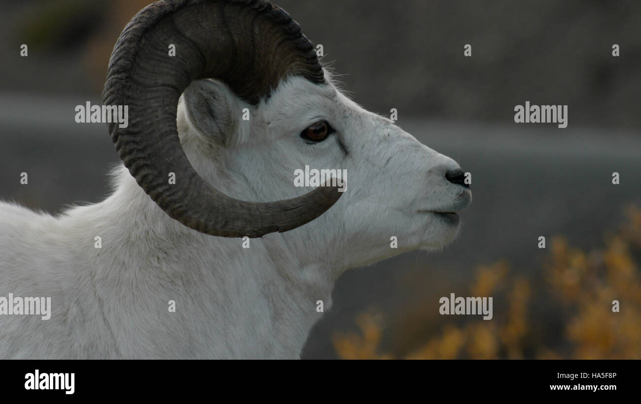 alaskanps 9186263568 A [full curl ram in Denali National Park and ...