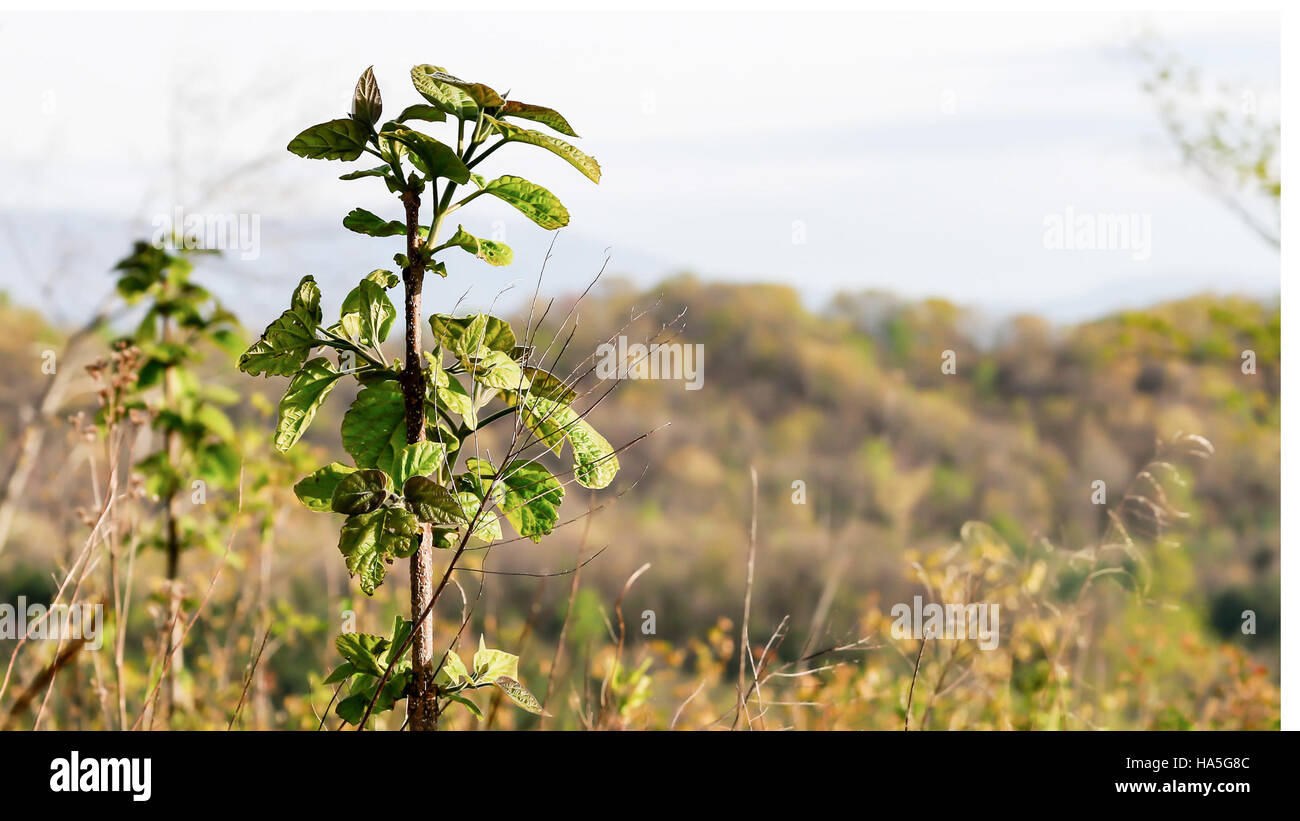 The University of Tennessee Forest Resources AgResearch and Education ...