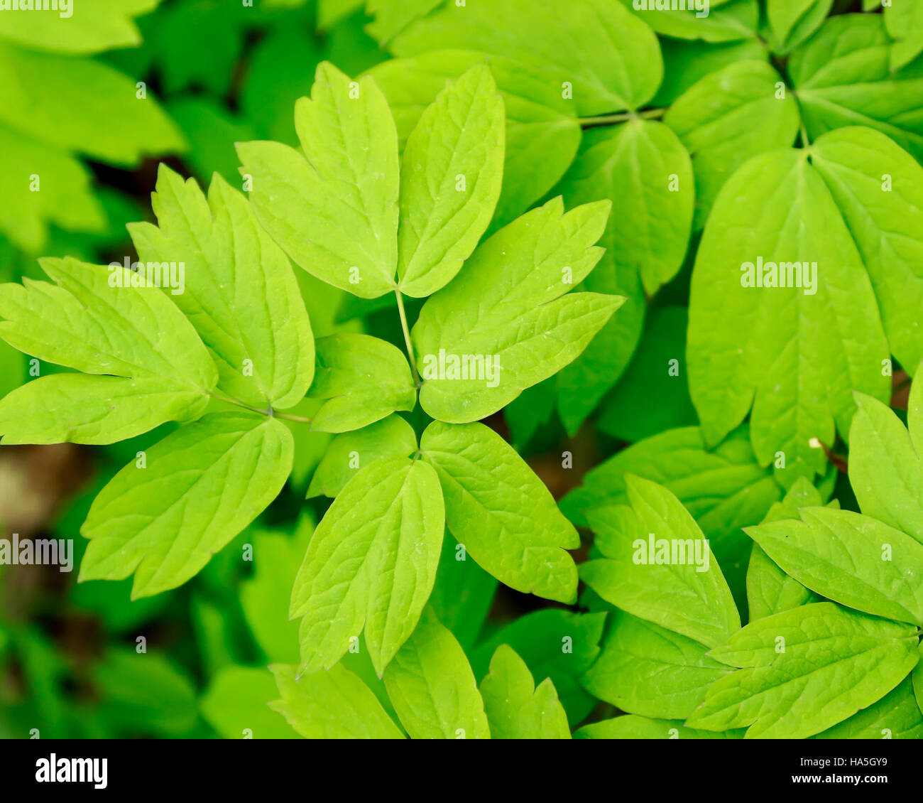 The Oak Ridge Reservation is home to an old-growth forest, which is a ...