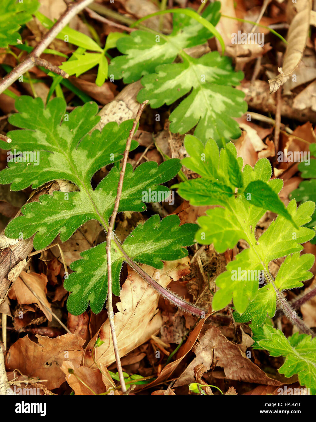 Oak ridge reservation hi-res stock photography and images - Alamy