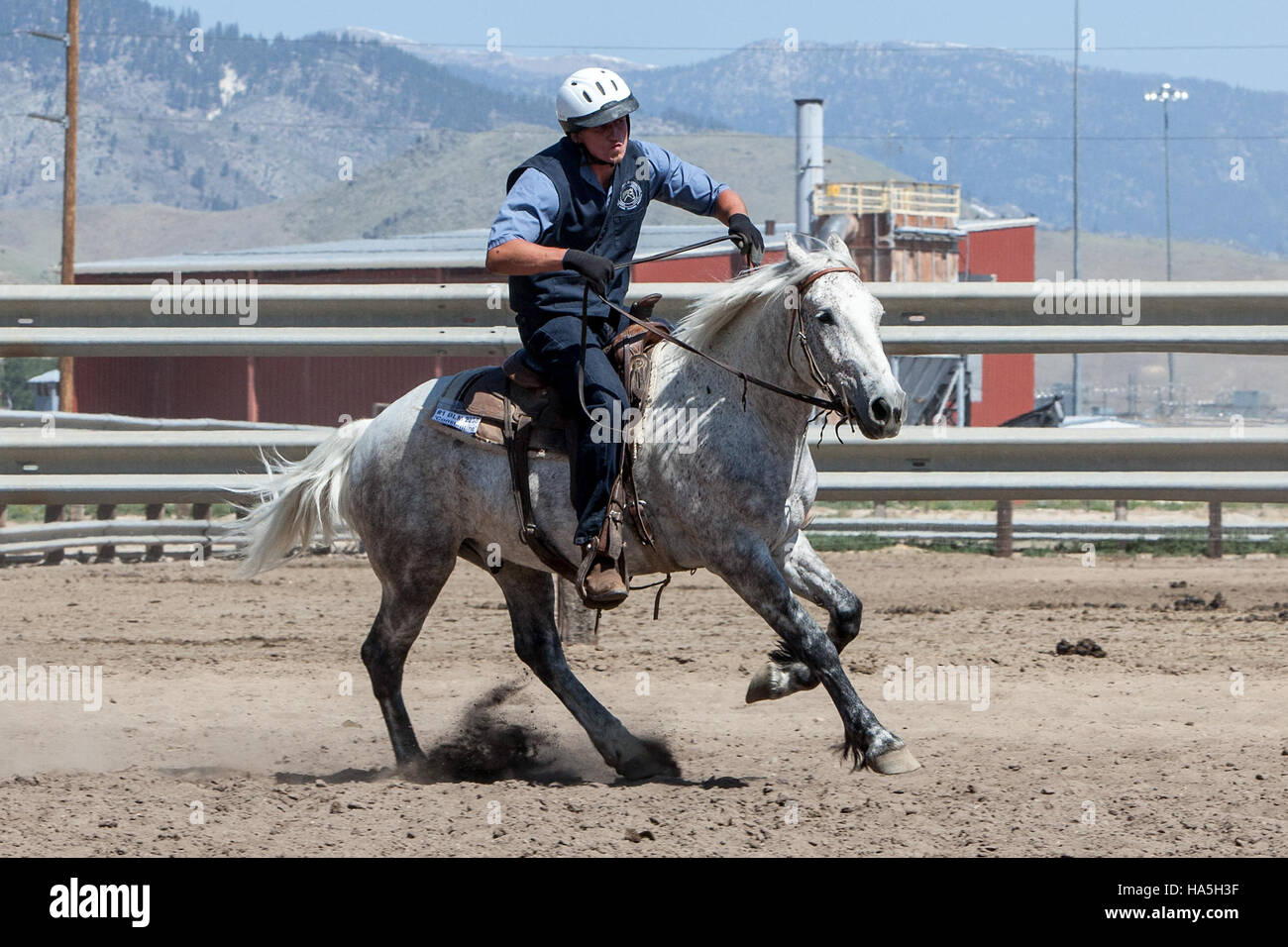 A wild horse and burro adoption event at a national park, showcasing ...