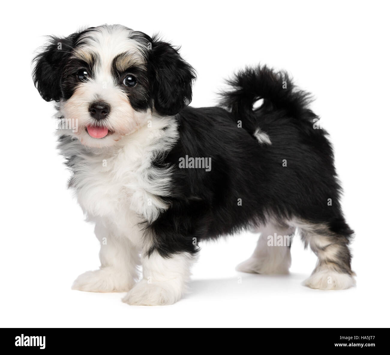 A beautiful happy tricolor havanese puppy dog is standing and looking ...