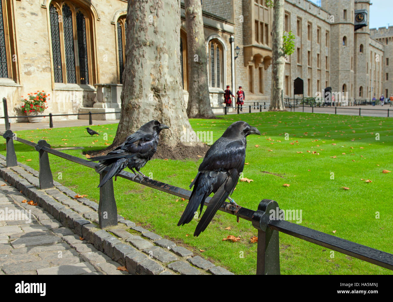 Ravens Tower Of London Stock Photos & Ravens Tower Of London Stock ...