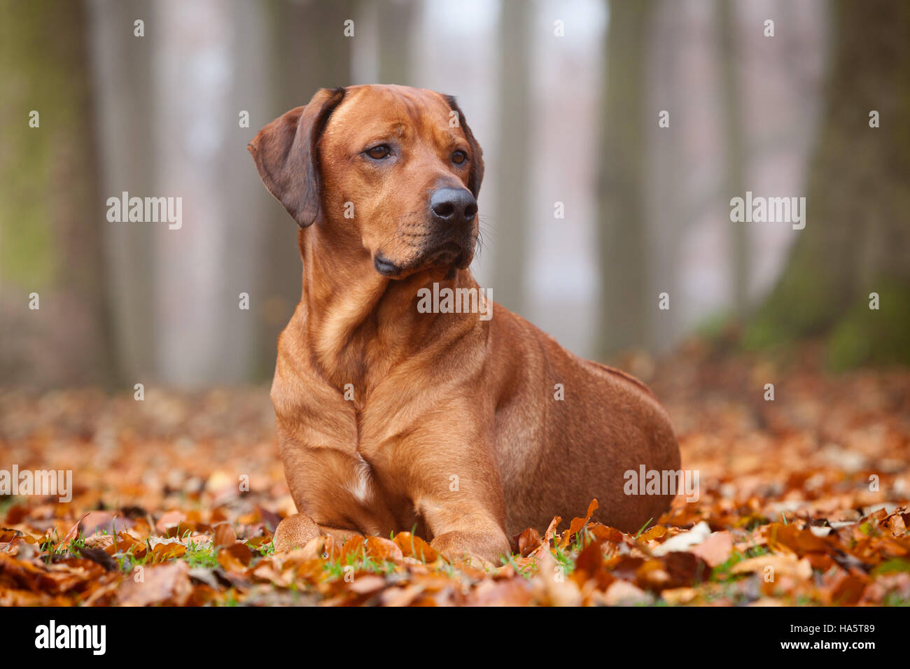 A Rhodesian Ridgeback dog laying down in leaves in a park on an autumn ...