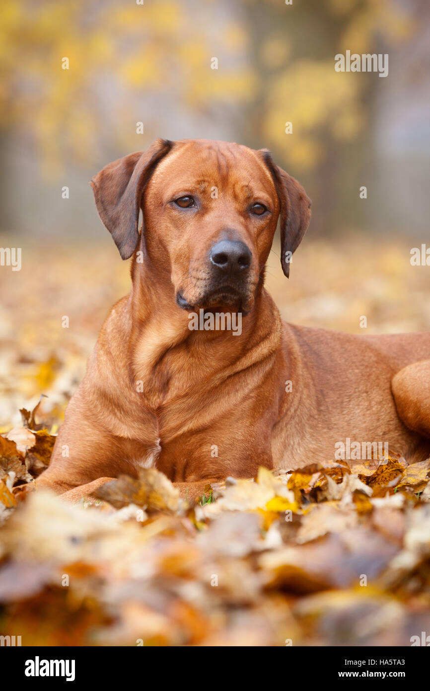 Rhodesian ridgeback dog hound hi-res stock photography and images - Alamy