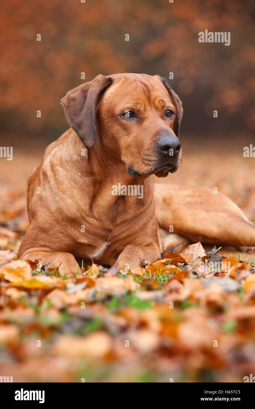 A Rhodesian Ridgeback dog laying down in leaves in a park on an autumn ...