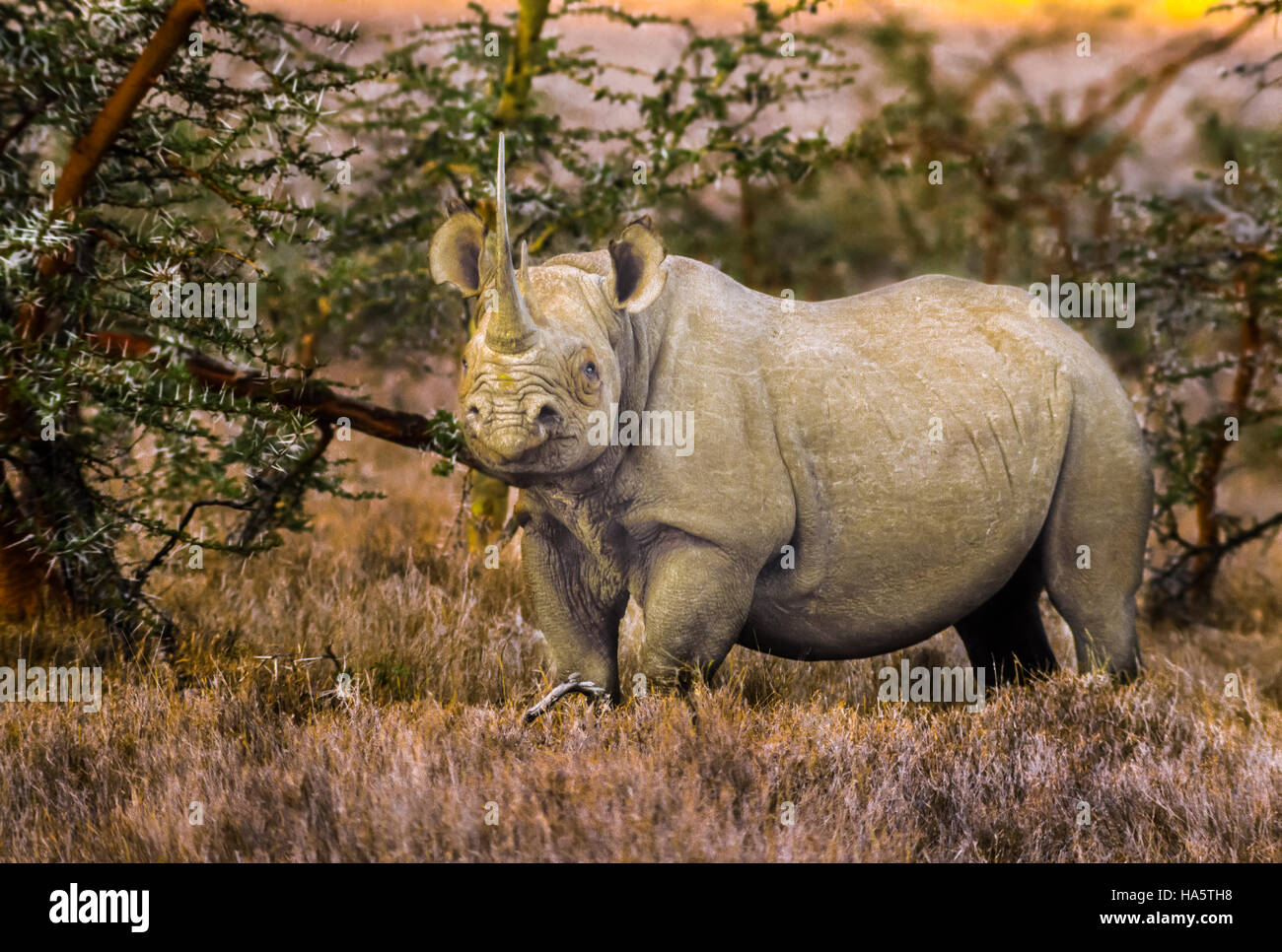 Black rhino, Lewa Downs, Ngare Sergoi Rhino Sanctuary, Kenya Stock ...