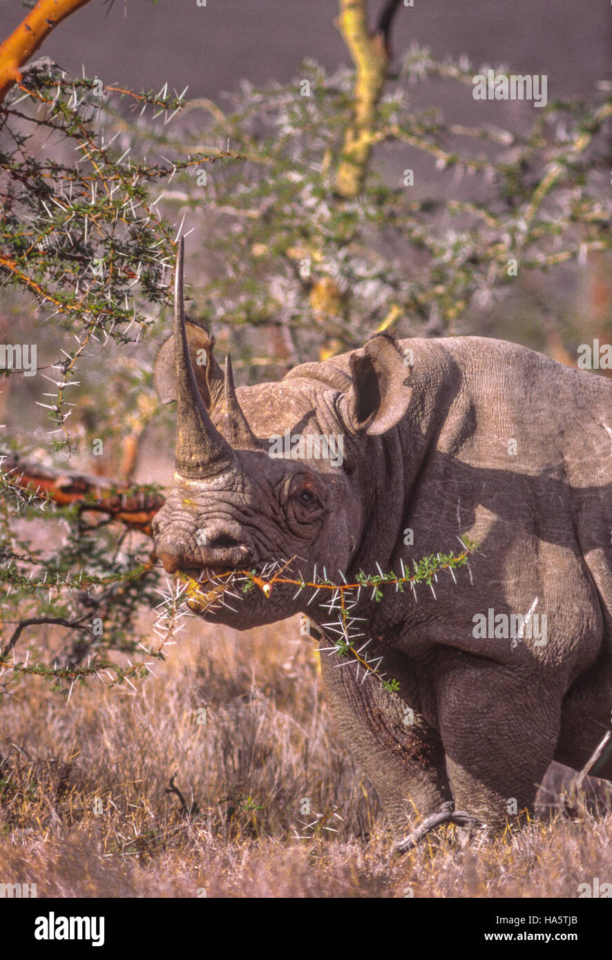 Black rhino, eating acacia and sharp thorns, Lewa Downs, Ngare Sergoi ...