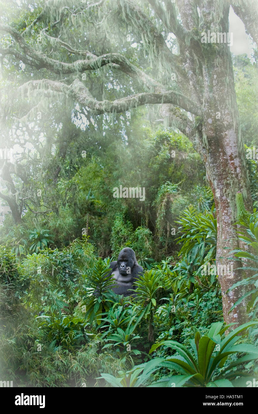 Mountain gorilla in the mist, Volcanoes National Park, Rwanda Stock ...
