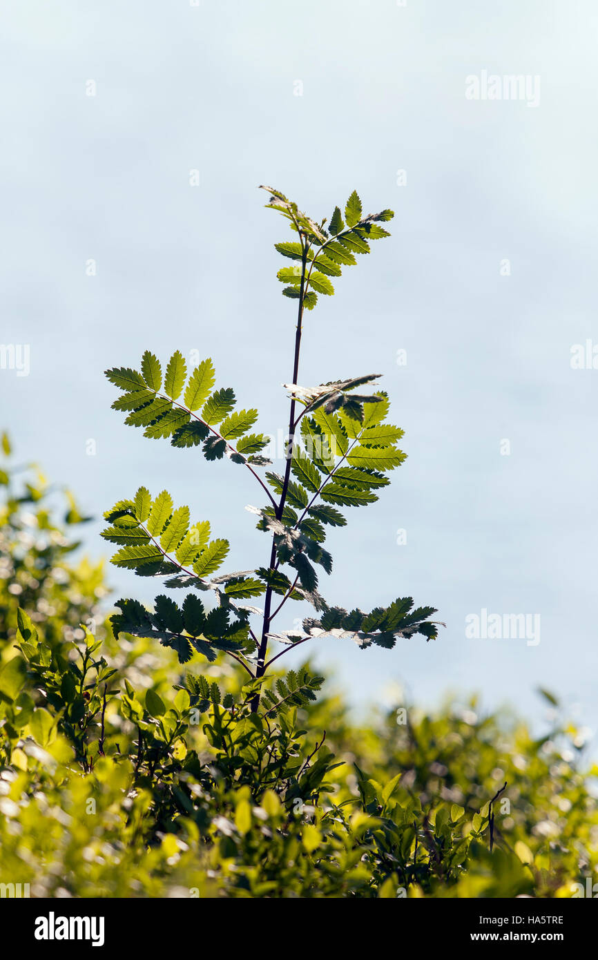 Rowan plant (Sorbus aucuparia Stock Photo - Alamy