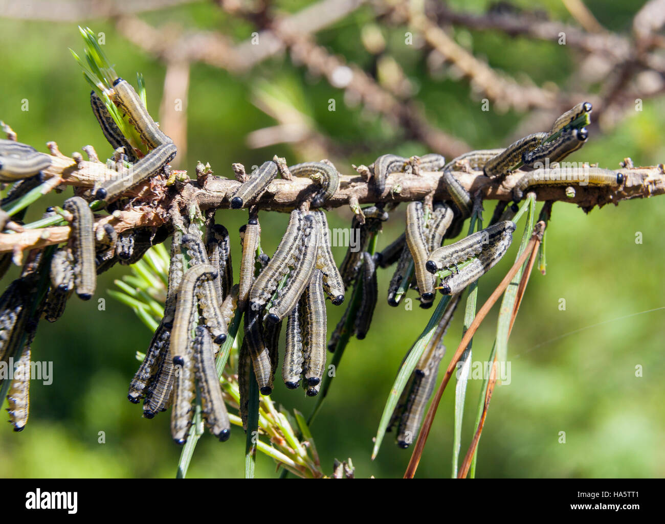 Pine looper moth (Bupalus pinarius Stock Photo - Alamy
