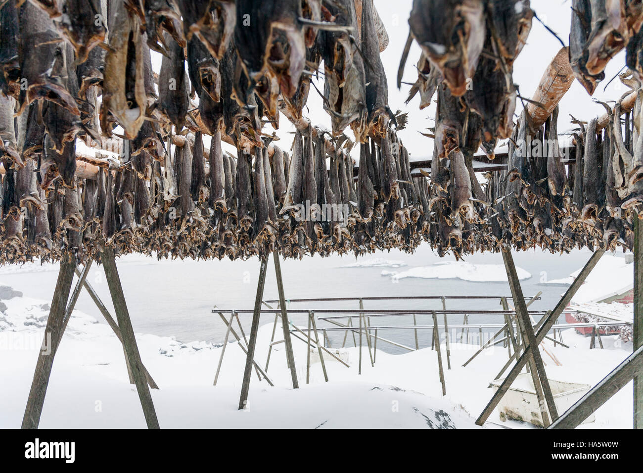 Air-drying of stockfish. Lofoten, Norway Stock Photo - Alamy