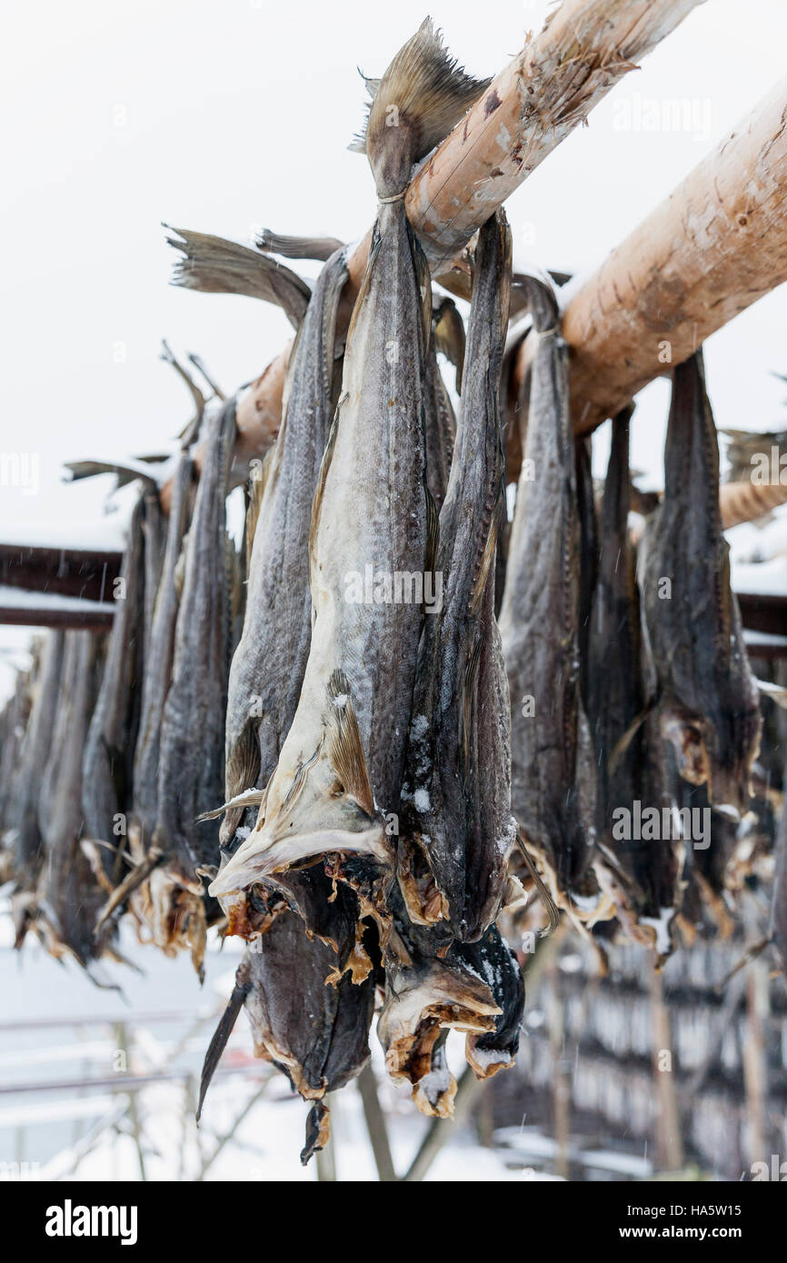 Air-drying of stockfish. Lofoten, Norway Stock Photo - Alamy