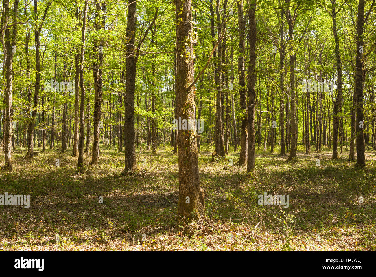 Woodland in Sologne, France Stock Photo - Alamy