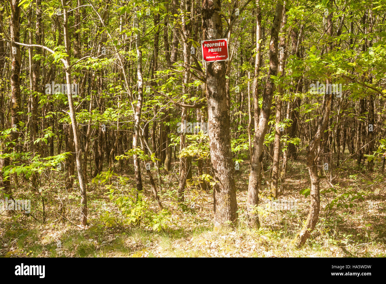 Sologne forest hi-res stock photography and images - Alamy