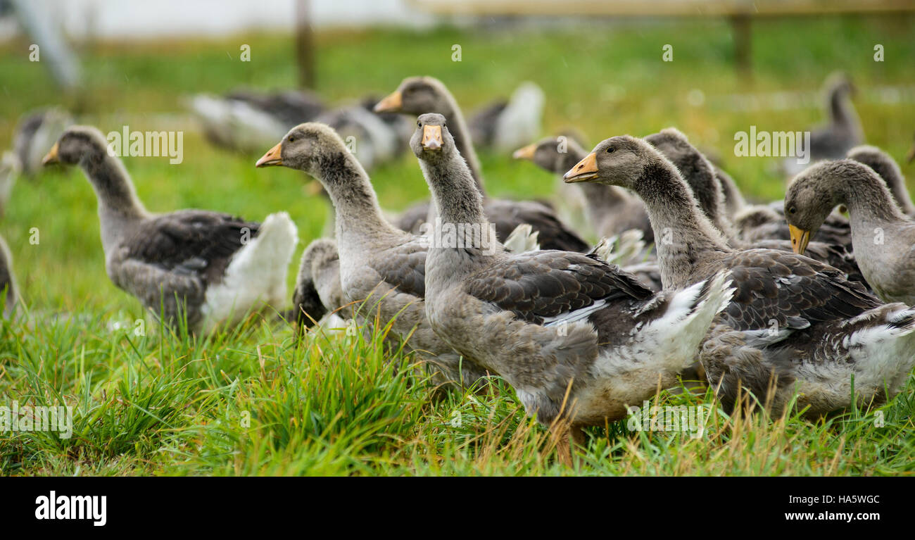 Geese at a farm Stock Photo - Alamy